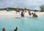 Half Moon Cay Horse Ride | Cruise Stories