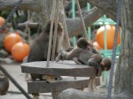 Beppu Monkey Park | Cruise Stories