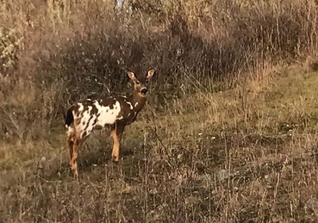 Pinto Deer of Clallam County | Cruise Stories